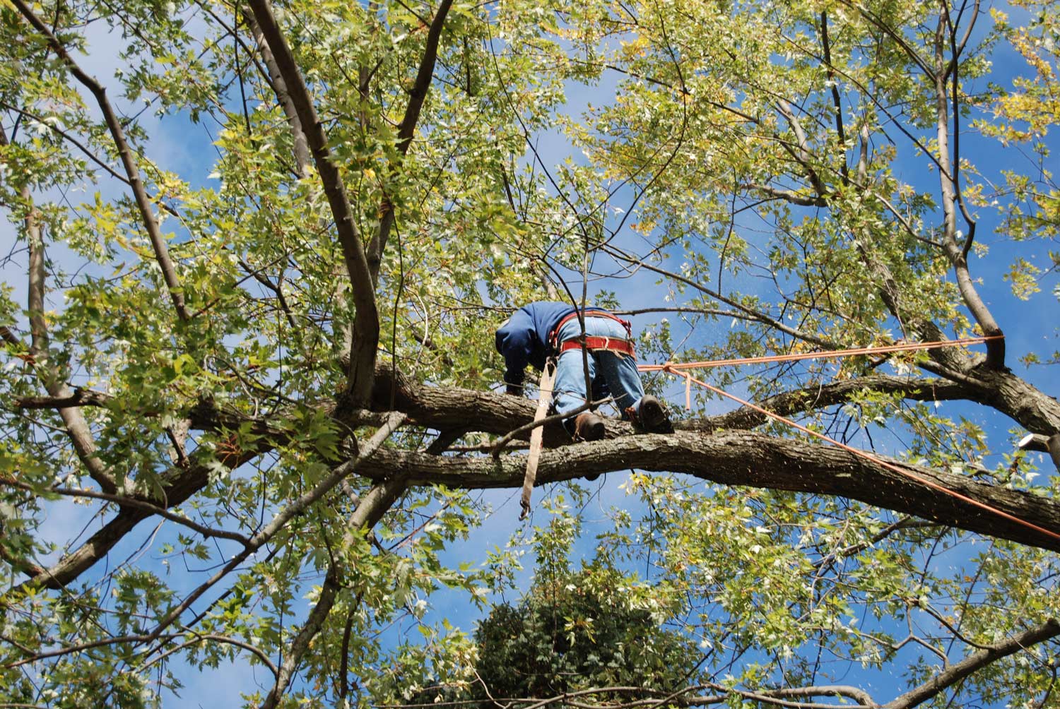 Our Services - Green Mountaineers Tree Service